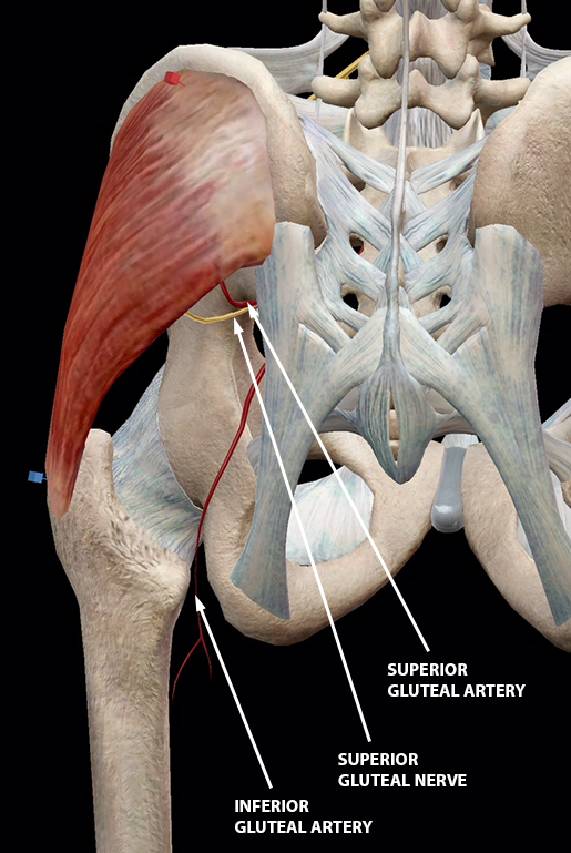 Gluteal Muscles Diagram